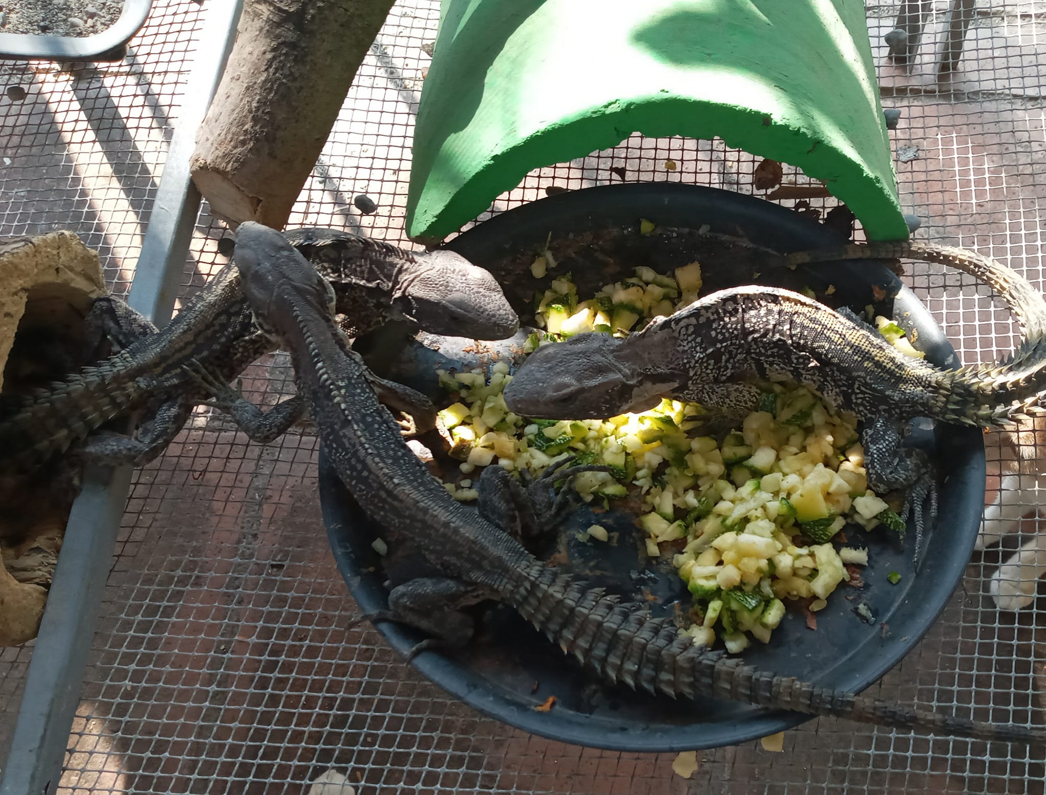 Iguanario del Foro Ecológico recibe nuevas habitantes en Juchitán | NVI ...