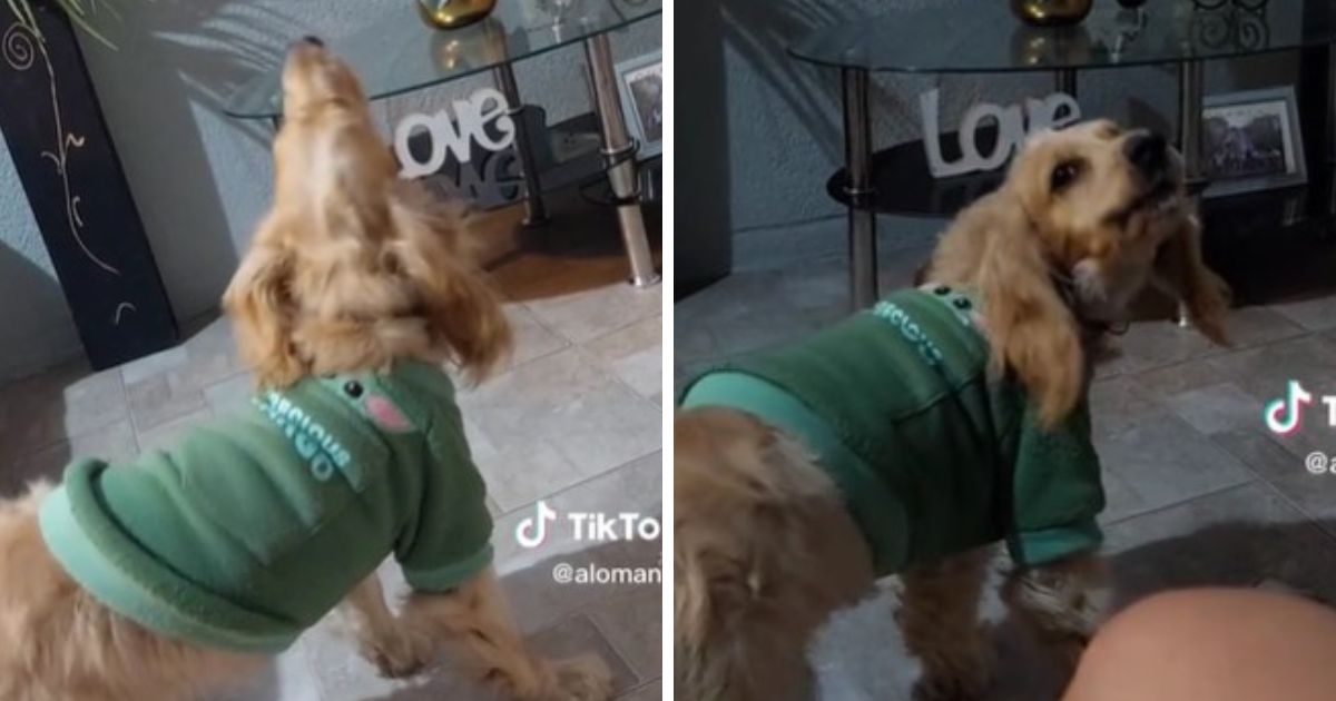 VIDEO| Perro aúlla con sentimiento canción de Yuridia | NVI Istmo
