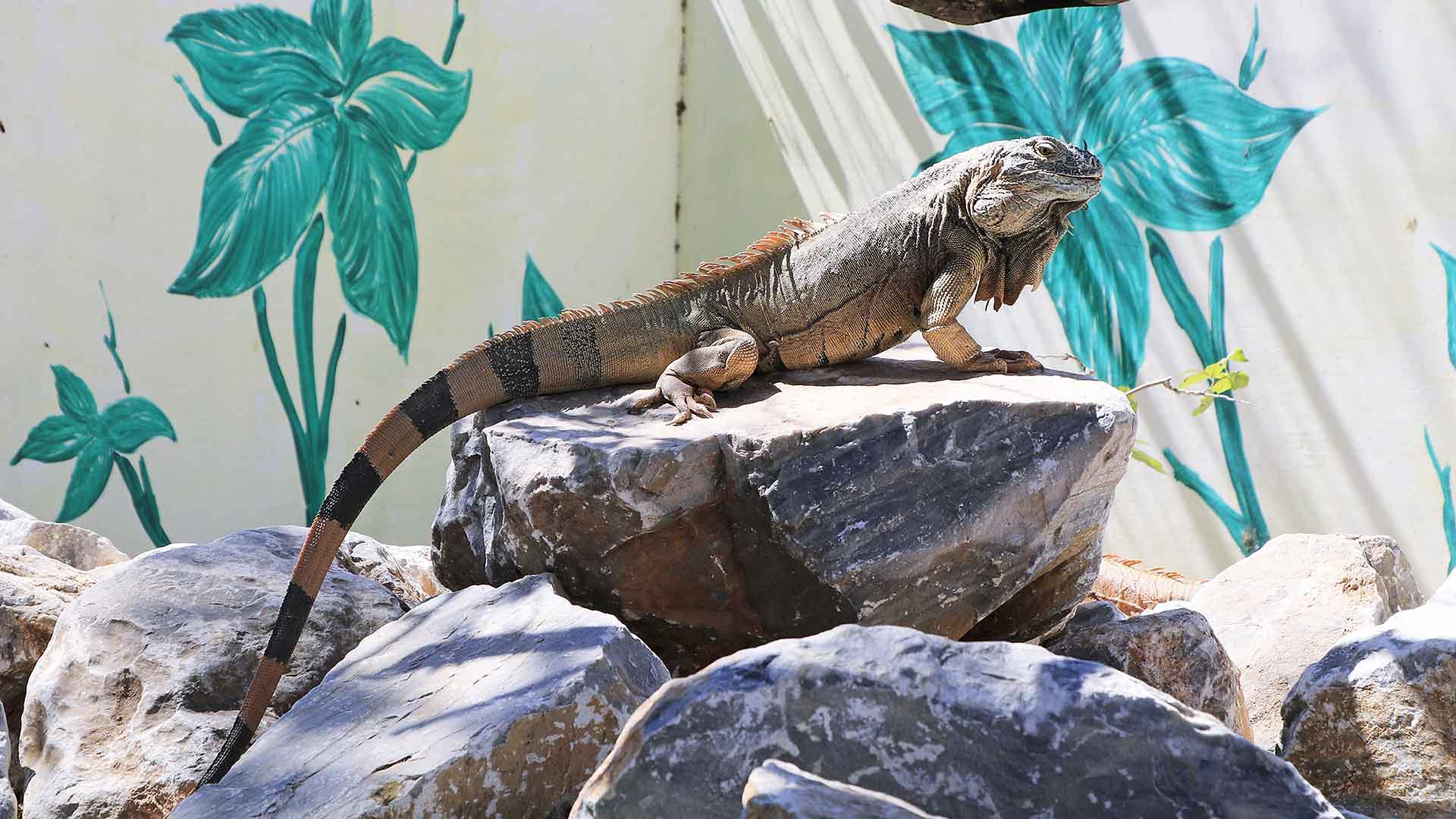 Iguana, alma y cultura del Istmo, Oaxaca | NVI Istmo