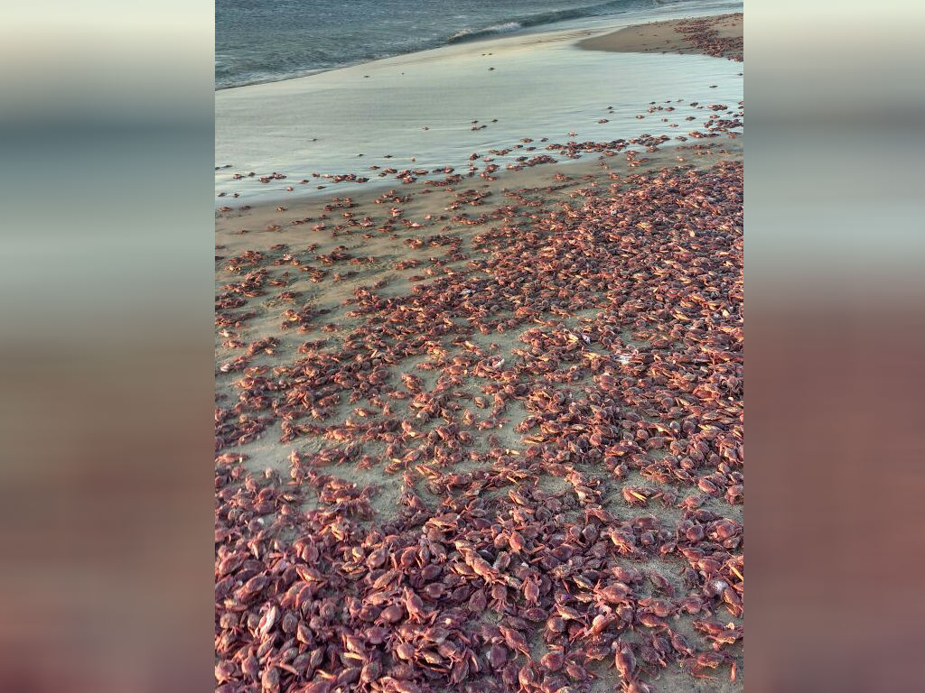 Jaibas “abandonan” el mar en Salina Cruz | NVI Istmo