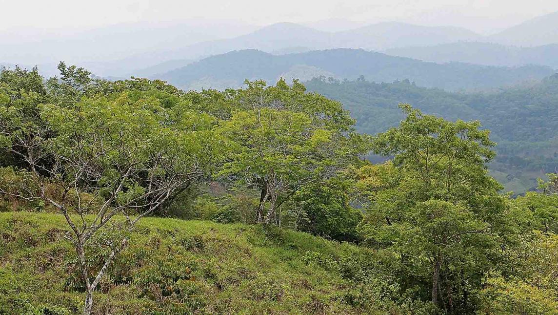 Arde biodiversidad de los Chimalapas | NVI Istmo