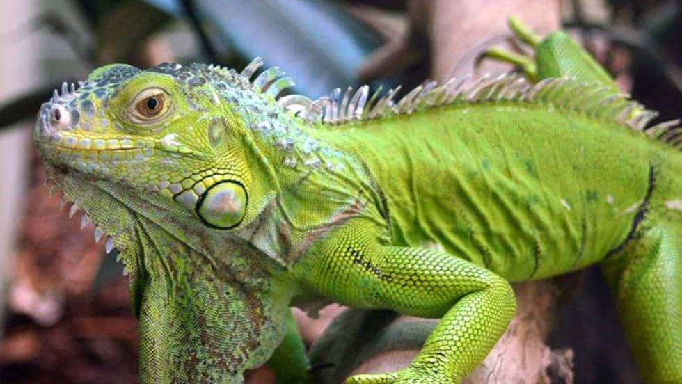 Foro ecológico liberará iguanas que se reprodujeron en cautiverio | NVI ...